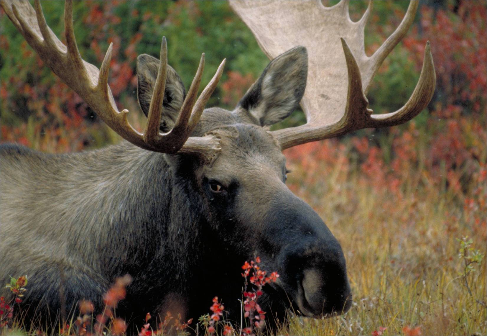 Wildlife - Joint Base Elmendorf–Richardson - iSportsman